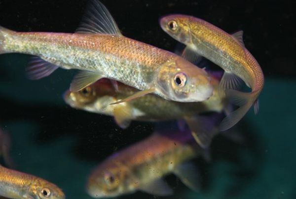 赤鳞鱼养殖技术_赤鳞鱼养殖赚钱吗-第2张图片-山城妙识