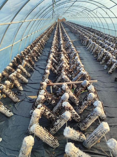 香菇种植技术_香菇种植利润怎么样-第1张图片-山城妙识