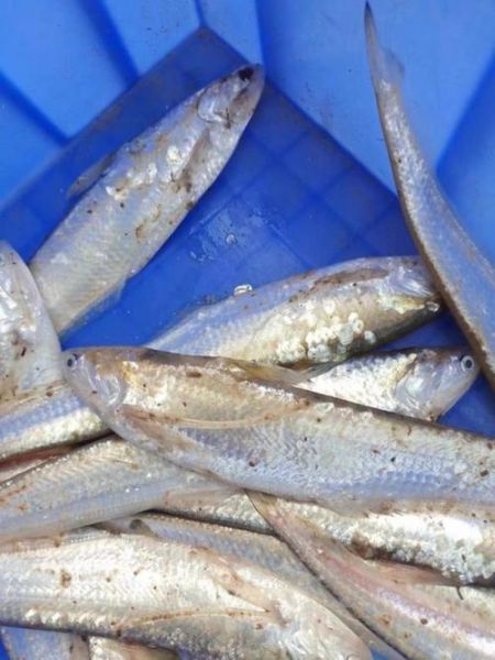 黄河刀鱼长什么样_黄河刀鱼图片怎么拍-第1张图片-山城妙识 黄河刀鱼长什么样_黄河刀鱼图片怎么拍-第1张图片-山城妙识