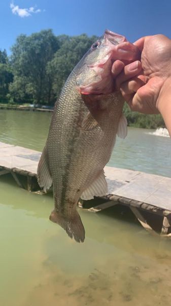 菜场鲈鱼多少钱一斤_鲈鱼最新价格行情-第2张图片-山城妙识 菜场鲈鱼多少钱一斤_鲈鱼最新价格行情-第2张图片-山城妙识