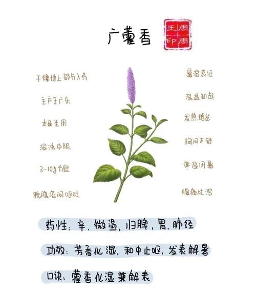 藿香的作用与功效_藿香能治哪些病-第3张图片-山城妙识