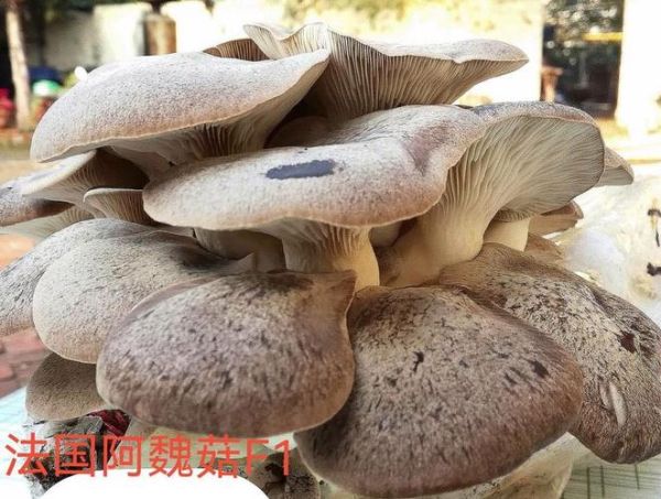 阿魏菇和杏鲍菇的区别_哪个更营养-第3张图片-山城妙识