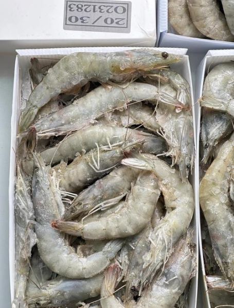 盐水虾是什么虾_盐水虾和普通虾区别-第3张图片-山城妙识