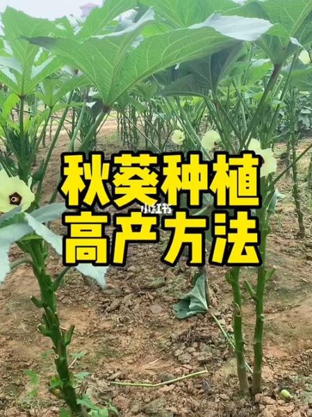 黄秋葵怎么种_黄秋葵种植时间-第2张图片-山城妙识