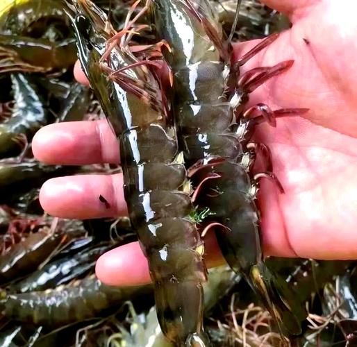 草虾图片怎么区分_草虾和基围虾的区别-第3张图片-山城妙识