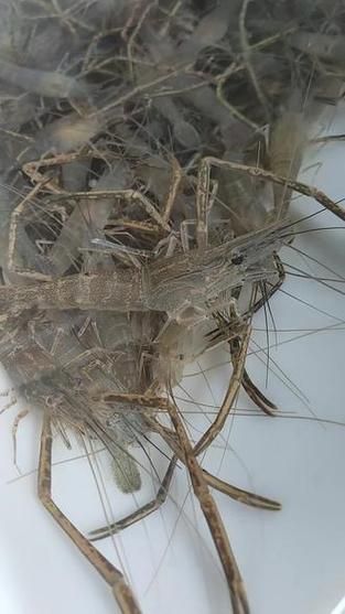 草虾图片怎么区分_草虾和基围虾的区别-第2张图片-山城妙识