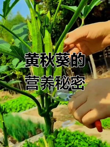 黄秋葵怎么种_黄秋葵种植时间-第3张图片-山城妙识