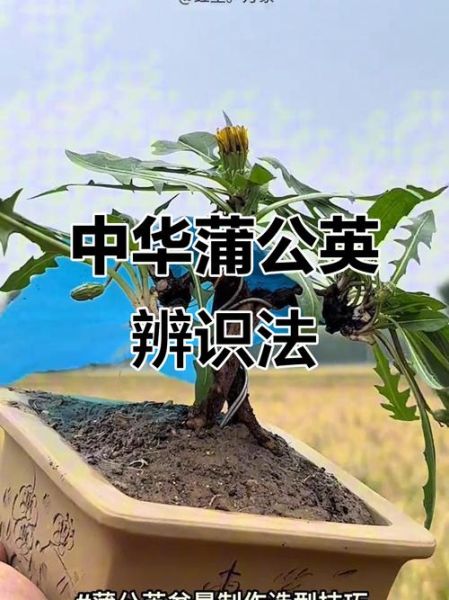 真假蒲公英图片_如何一眼辨别-第3张图片-山城妙识