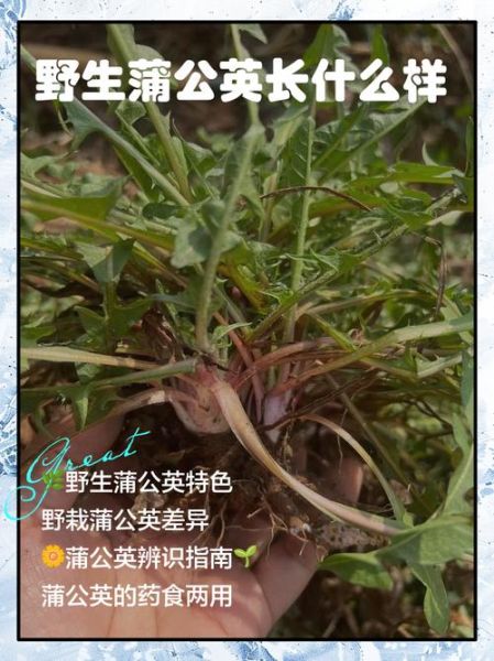 真假蒲公英图片_如何一眼辨别-第1张图片-山城妙识