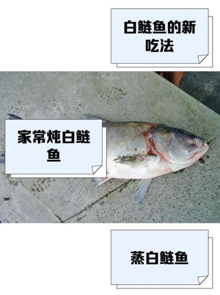 白鲢鱼的营养价值及功效与作用_白鲢鱼适合什么人吃-第2张图片-山城妙识