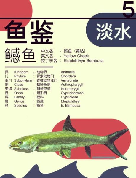 鳡鱼是保护鱼种吗_鳡鱼可以吃吗-第1张图片-山城妙识 鳡鱼是保护鱼种吗_鳡鱼可以吃吗-第1张图片-山城妙识