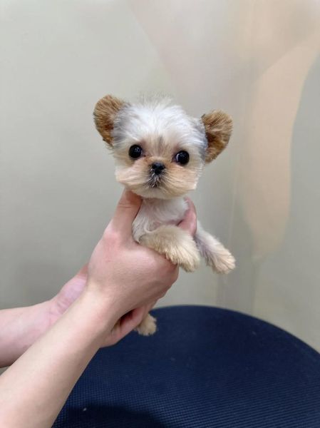 约克夏犬图片哪里找_如何挑选高清约克夏照片-第1张图片-山城妙识 约克夏犬图片哪里找_如何挑选高清约克夏照片-第1张图片-山城妙识