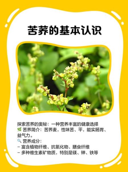 长期服用苦荞的危害_苦荞副作用有哪些-第1张图片-山城妙识 长期服用苦荞的危害_苦荞副作用有哪些-第1张图片-山城妙识