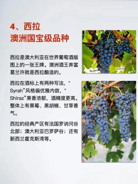 酿酒葡萄品种有哪些_如何挑选适合酿酒的葡萄-第3张图片-山城妙识