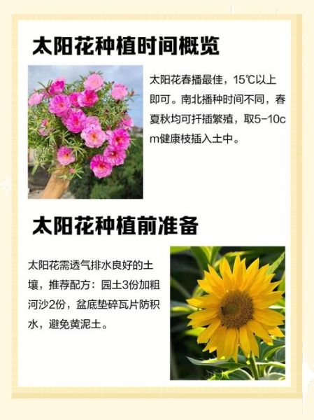 太阳花怎么养_太阳花种子什么时候播种-第1张图片-山城妙识