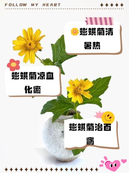 蟛蜞菊的功效与作用_蟛蜞菊能治疗哪些疾病-第1张图片-山城妙识