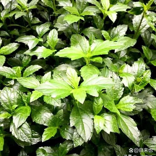 蟛蜞菊的功效与作用_蟛蜞菊能治疗哪些疾病-第2张图片-山城妙识