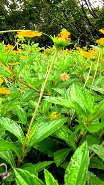 蟛蜞菊的功效与作用_蟛蜞菊能治疗哪些疾病-第3张图片-山城妙识