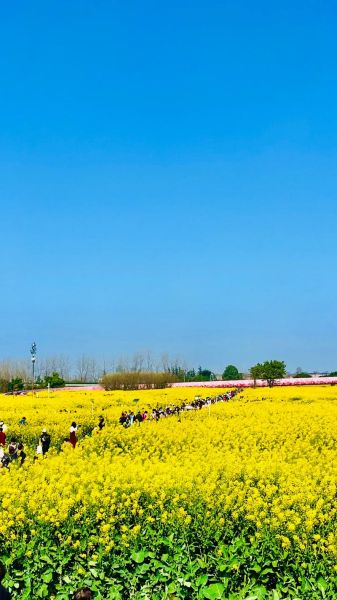 油菜花田在哪里看_油菜花田最佳观赏时间-第1张图片-山城妙识