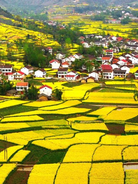 油菜花田在哪里看_油菜花田最佳观赏时间-第3张图片-山城妙识
