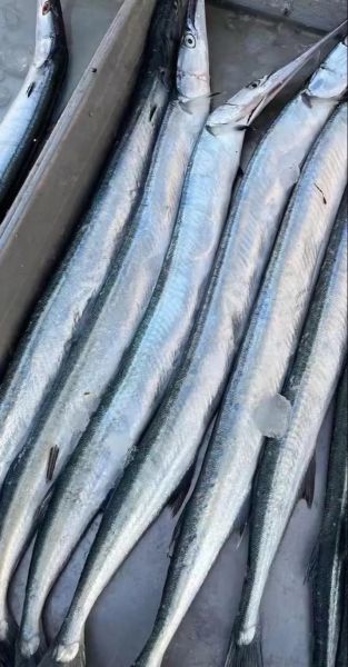 针鱼多少钱一斤_针鱼价格行情-第1张图片-山城妙识