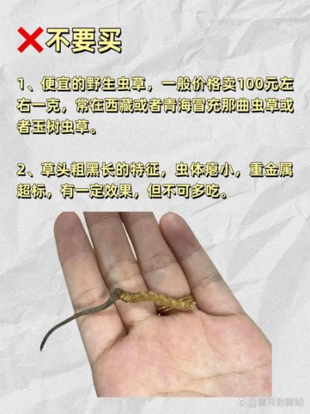 虫草价格多少钱一斤_冬虫夏草多少钱一斤-第3张图片-山城妙识 虫草价格多少钱一斤_冬虫夏草多少钱一斤-第3张图片-山城妙识