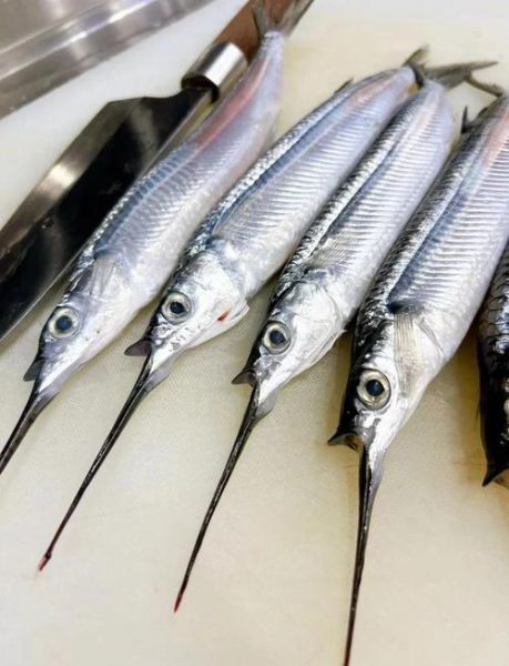 针鱼多少钱一斤_针鱼价格行情-第2张图片-山城妙识