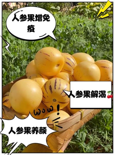 人参果的功效与作用有哪些_人参果的禁忌人群有哪些-第1张图片-山城妙识