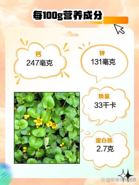 金钱草泡水喝能排肾结石吗_金钱草排石原理与风险-第3张图片-山城妙识