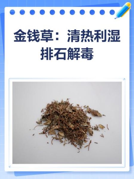金钱草泡水喝能排肾结石吗_金钱草排石原理与风险-第2张图片-山城妙识