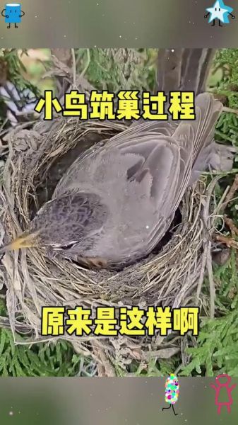 百鸟归巢的做法视频_百鸟归巢怎么做-第3张图片-山城妙识