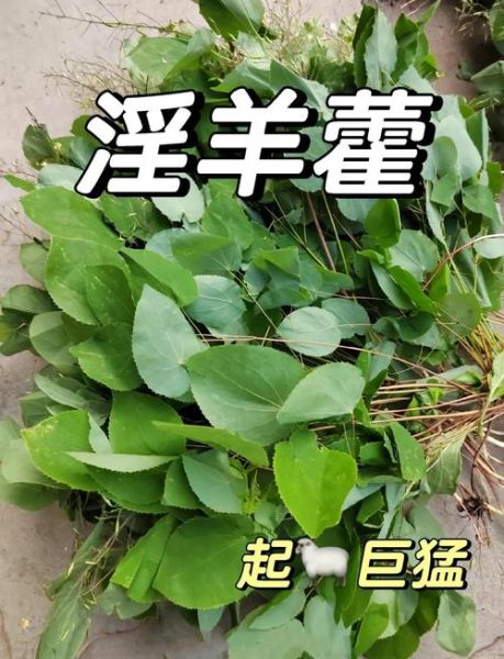 长期吃淫羊藿的副作用_安全服用多久-第1张图片-山城妙识