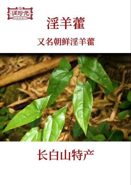 长期吃淫羊藿的副作用_安全服用多久-第3张图片-山城妙识