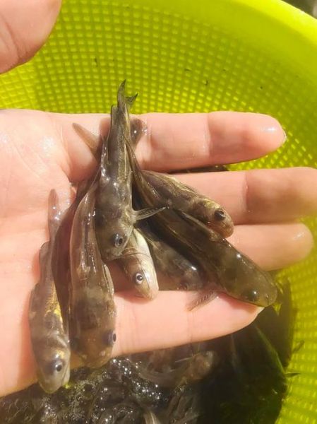 黄骨鱼苗多少钱一斤_黄骨鱼苗怎么挑选-第2张图片-山城妙识