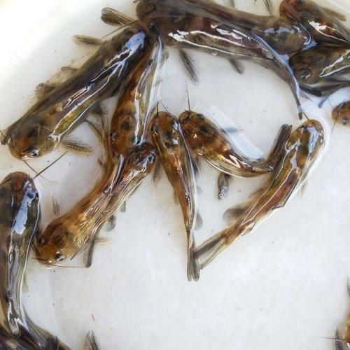 黄骨鱼苗多少钱一斤_黄骨鱼苗怎么挑选-第1张图片-山城妙识