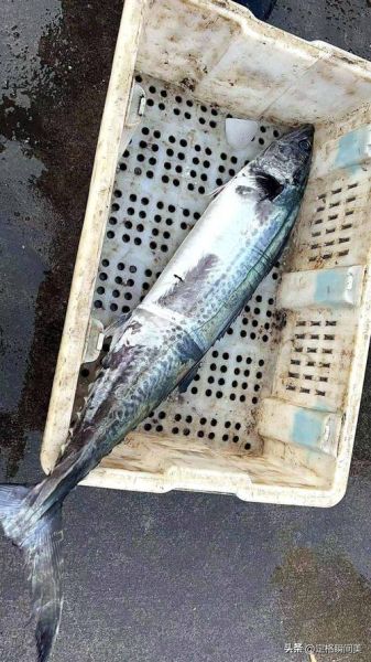 鲅鱼多少钱一斤2020_2020年鲅鱼价格走势-第2张图片-山城妙识 鲅鱼多少钱一斤2020_2020年鲅鱼价格走势-第2张图片-山城妙识