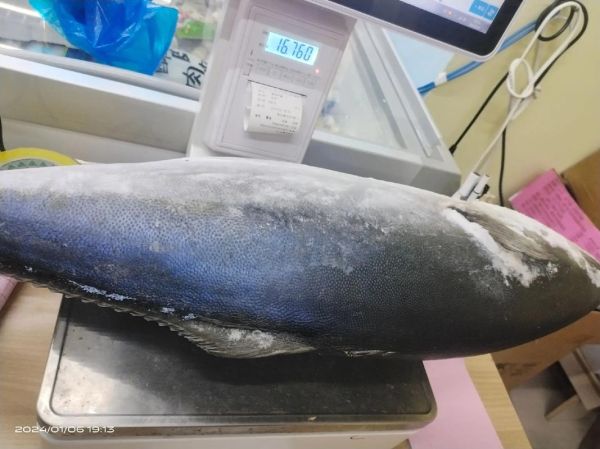 鲅鱼多少钱一斤2020_2020年鲅鱼价格走势-第3张图片-山城妙识 鲅鱼多少钱一斤2020_2020年鲅鱼价格走势-第3张图片-山城妙识