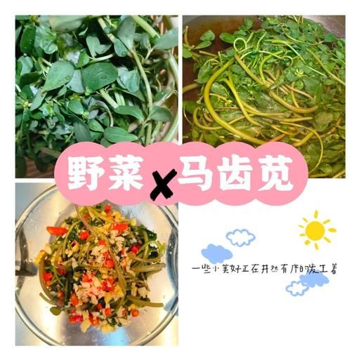 鲜马齿苋怎么吃最好_鲜马齿苋怎么凉拌-第3张图片-山城妙识 鲜马齿苋怎么吃最好_鲜马齿苋怎么凉拌-第3张图片-山城妙识