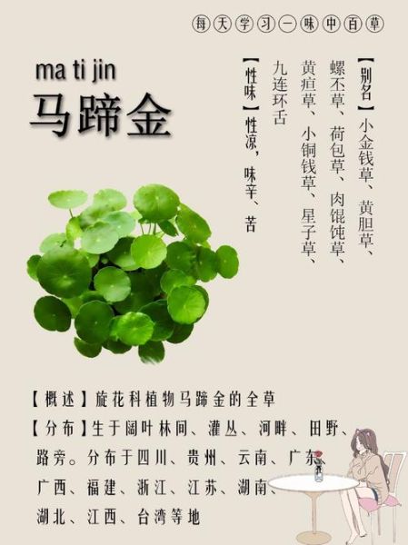 马蹄金草图片_如何识别真假马蹄金草-第2张图片-山城妙识 马蹄金草图片_如何识别真假马蹄金草-第2张图片-山城妙识