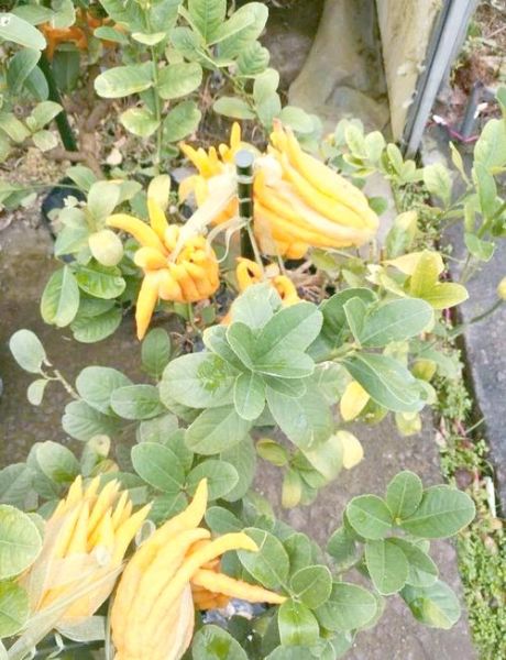 金华佛手在线官网下载_如何辨别正宗金华佛手-第3张图片-山城妙识