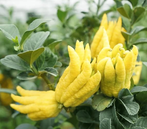 金华佛手在线官网下载_如何辨别正宗金华佛手-第1张图片-山城妙识