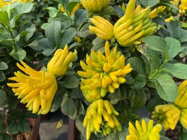 金华佛手在线官网下载_如何辨别正宗金华佛手-第2张图片-山城妙识