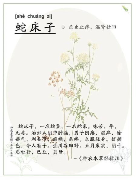 蛇床子的功效与作用_蛇床子能提高性功能吗-第1张图片-山城妙识