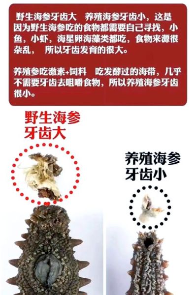 野生海参和养殖海参的区别_哪个营养价值更高-第2张图片-山城妙识