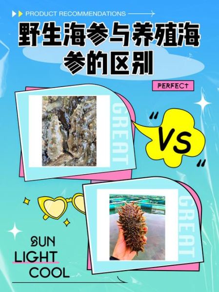 野生海参和养殖海参的区别_哪个营养价值更高-第3张图片-山城妙识