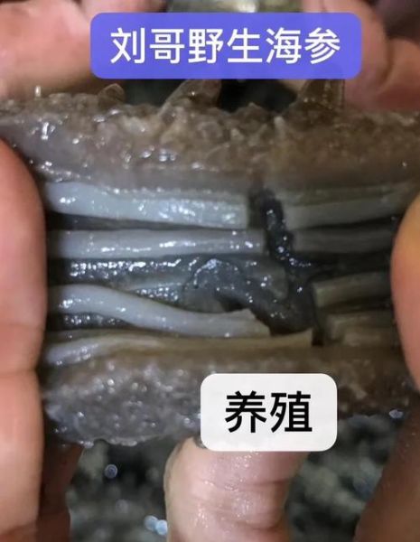 野生海参和养殖海参的区别_哪个营养价值更高-第1张图片-山城妙识