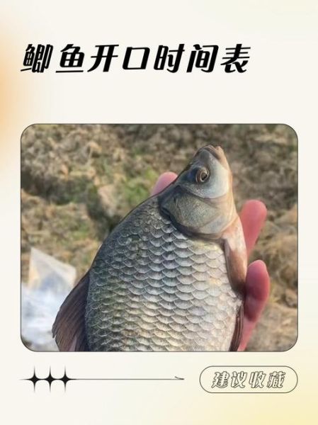 鲫鱼粤语读音_鲫鱼粤语点读-第2张图片-山城妙识