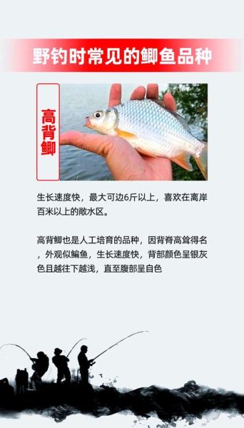 鲫鱼粤语读音_鲫鱼粤语点读-第1张图片-山城妙识