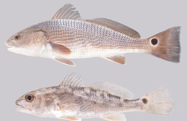 美国红鱼刺多吗_美国红鱼刺能吃吗-第1张图片-山城妙识