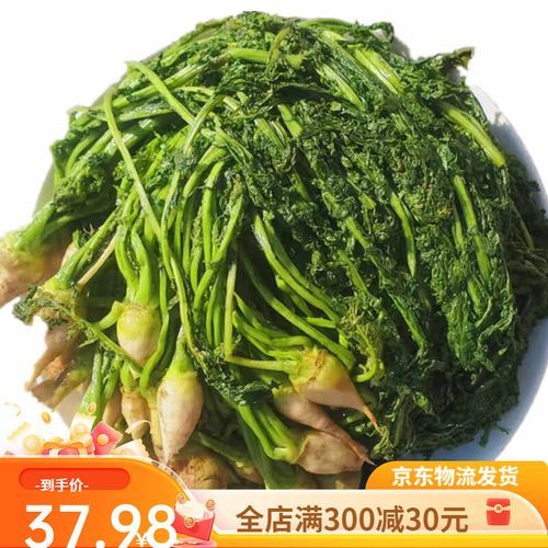 芥菜疙瘩图片功效与作用_怎么吃最健康-第2张图片-山城妙识